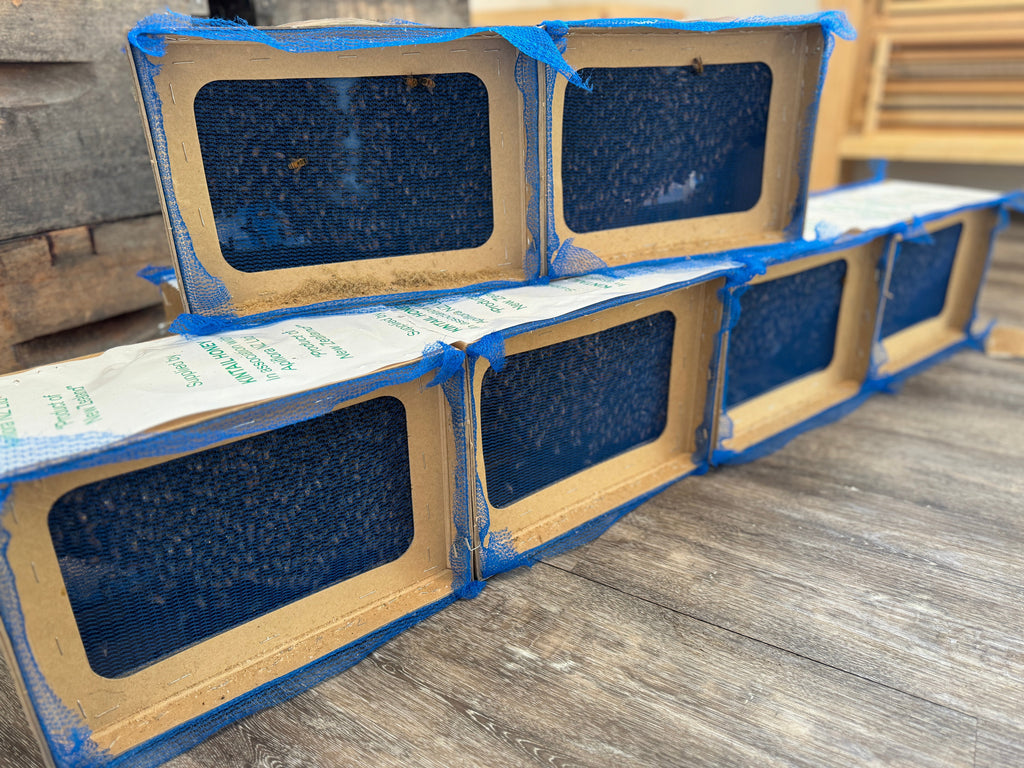 Live Bees – Home Grown Bee | Vancouver Island Beekeeping